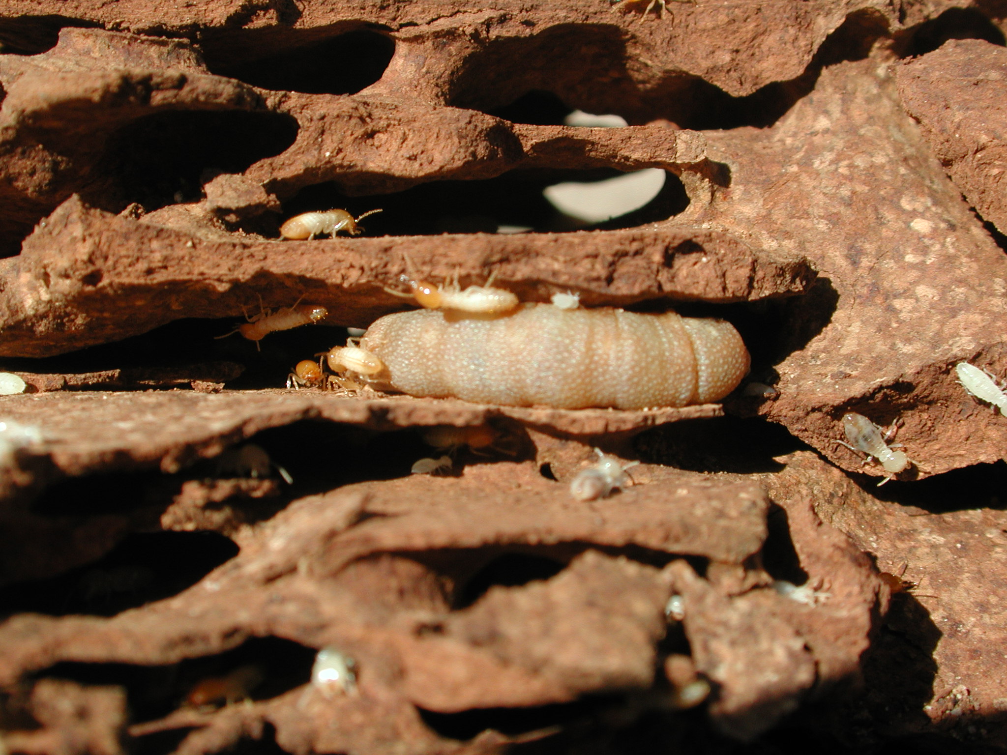 EVOLUTION OF TERMITE PESTS IN CITIES IN ASIA AND AUSTRALIA ...