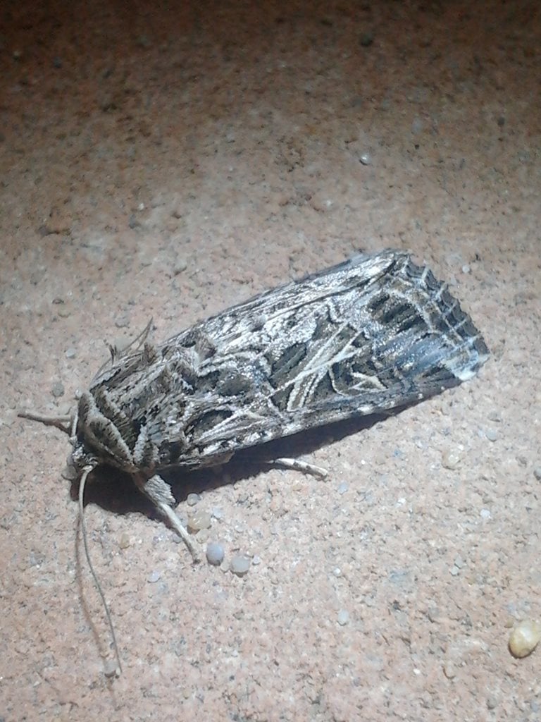 CLUSTER CATERPILLAR - Professional Pest Manager