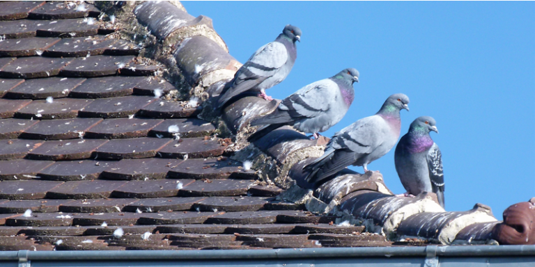 Pest Control Birds - Professional Pest Manager