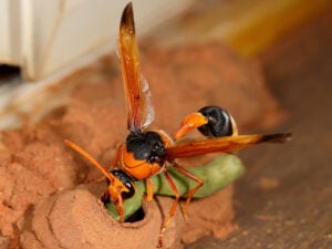 Wasps in Australia | Types, Nests, Stings | Professional Pest Manager