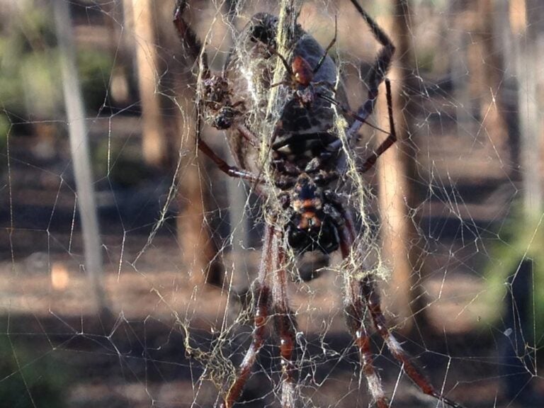 Golden Orb Weaving Spiders - Professional Pest Manager