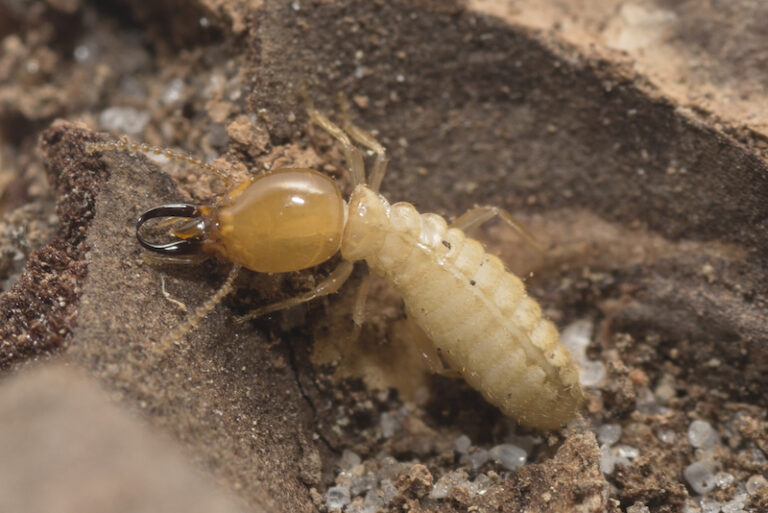 Termite Research Articles - Professional Pest Manager