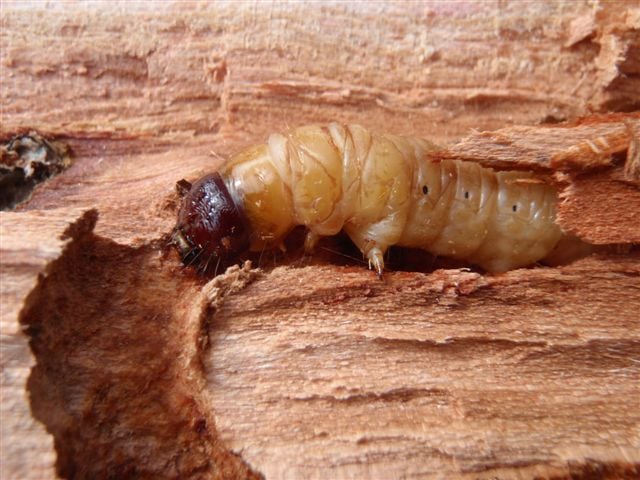 Maroga melanostigma - Professional Pest Manager