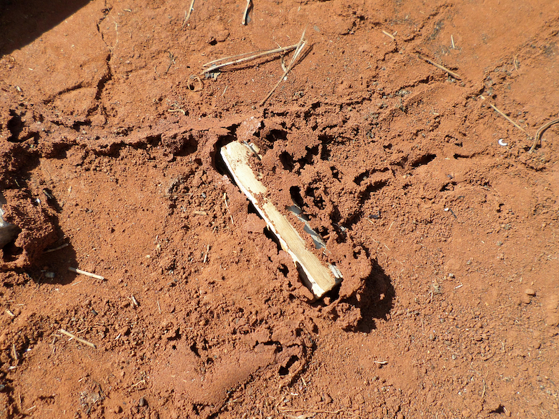 PROVEN TERMITICIDAL PERFORMANCE - Professional Pest Manager