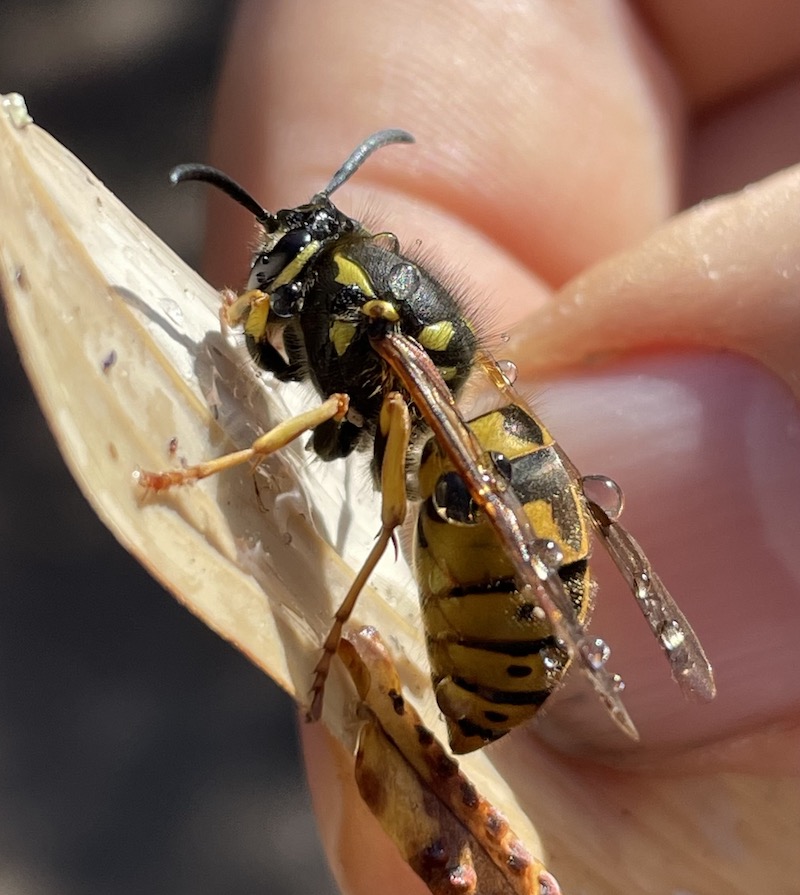 WASP BAITING: A NEW INCOME STREAM - Professional Pest Manager