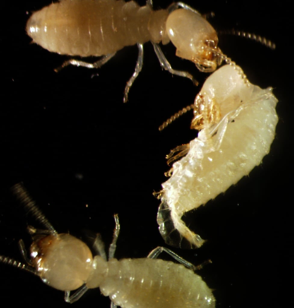Termite Biology - Professional Pest Manager