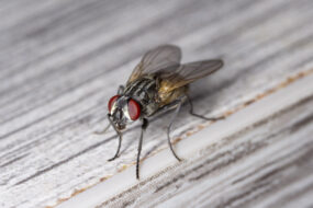 Flies | Identification, prevention, control | Professional Pest Manager