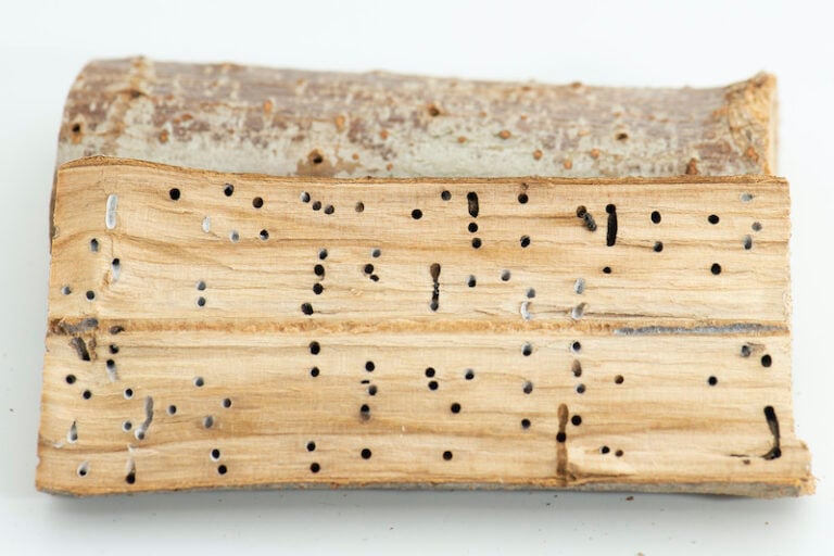Polyphagous Shot Hole Borer – A New Invasive Borer Found in WA ...