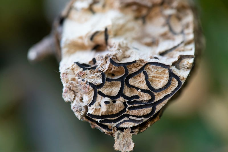 Polyphagous Shot Hole Borer – A New Invasive Borer Found in WA ...