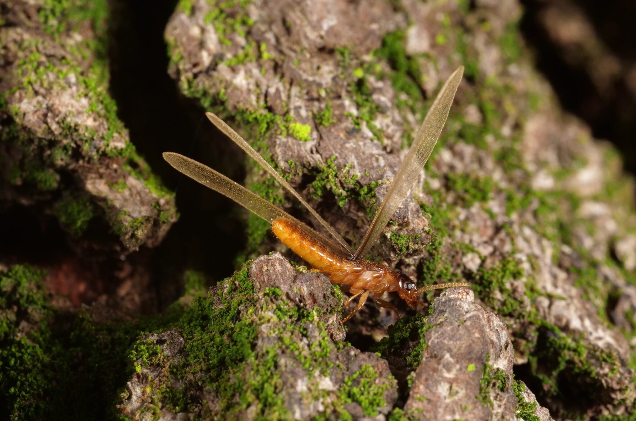The Perils of Colony Foundation and Challenges Toward Colony Maturity ...