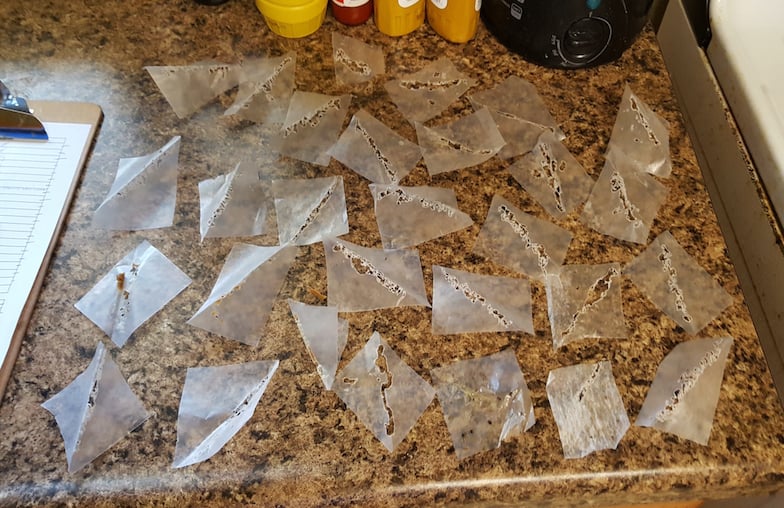 Assessment-Based Pest Management and Busting Cockroach Bait Myths ...