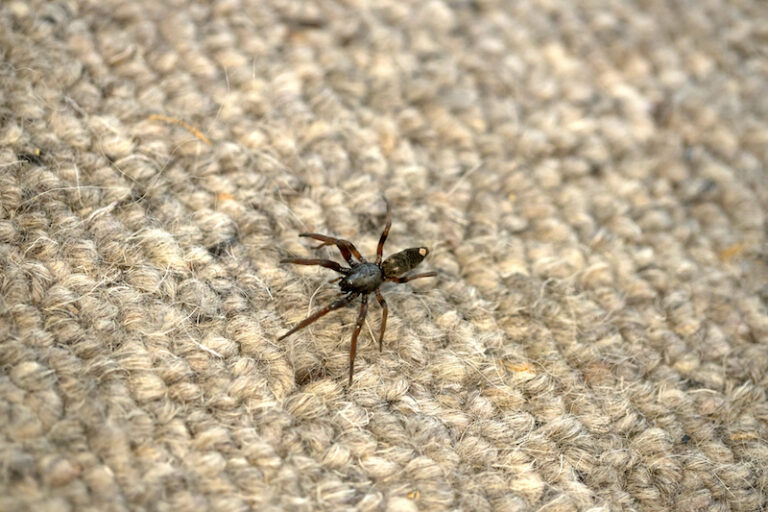 Where Do the Common Spiders Live and Hide? - Professional Pest Manager