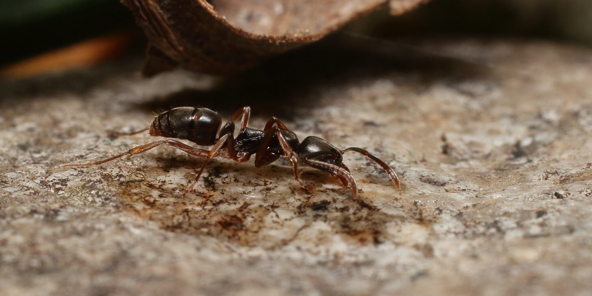 Pest Control Ants - Professional Pest Manager