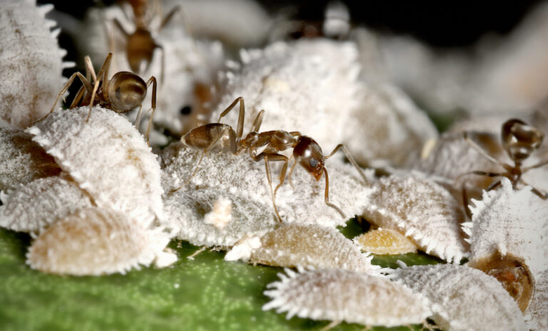 Lawn Pests and Garden Pests - Professional Pest Manager