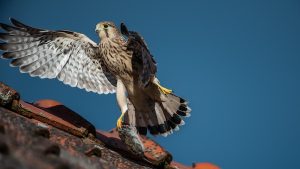 APVMA Anticoagulant Rodenticide Regulatory Review - Proposed Decision